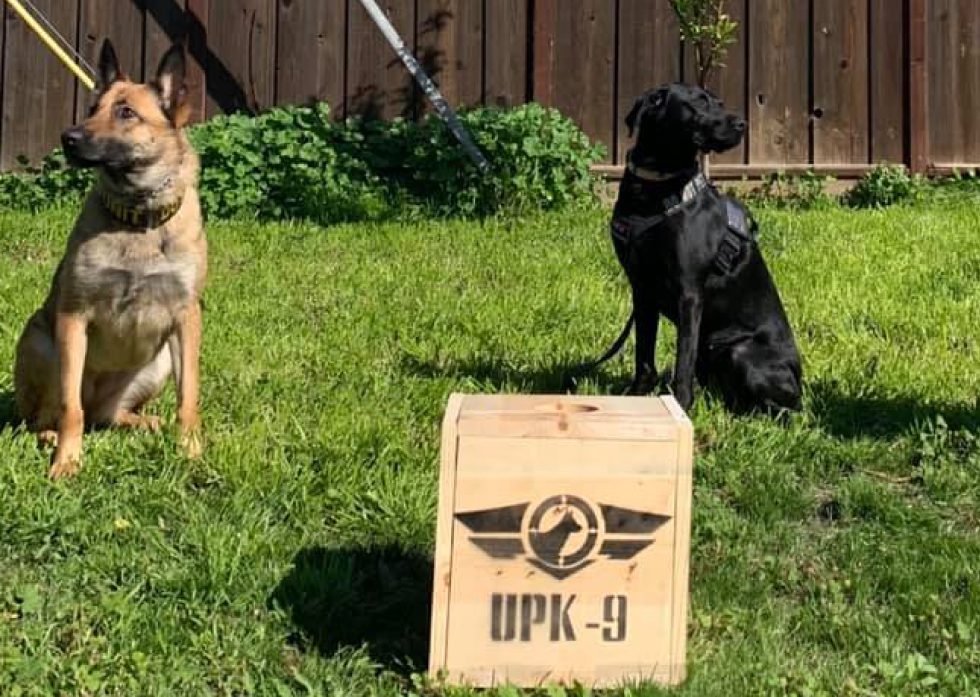 Training, Certifying, and Qualifying a K9 Detection Dog | UNITED PACIFIC K9