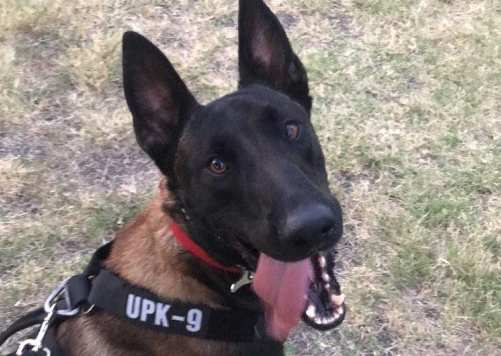 UNITED PACIFIC K9 | Professional K9 Detection & Security Services
